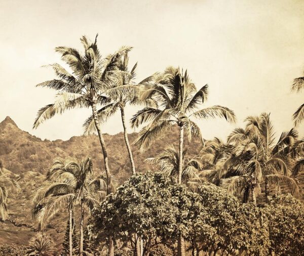 History - Dillingham Ranch