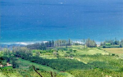 Film & Photo - Dillingham Ranch